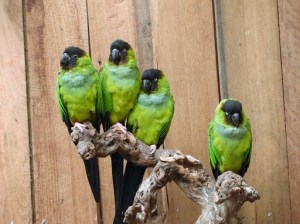 World of Birds is great for kids – Travel the World with Taru